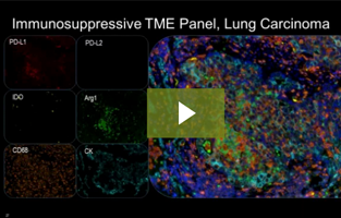Visualizing Tissue Landscapes via Multiplex IHC